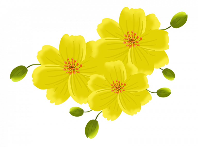 Tải trọn bộ 20+ Mẫu hoa mai vector, corel, PNG free