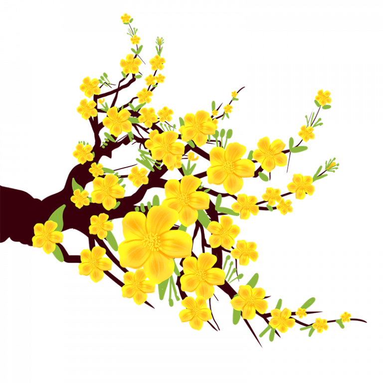 Tải trọn bộ 20+ Mẫu hoa mai vector, corel, PNG free