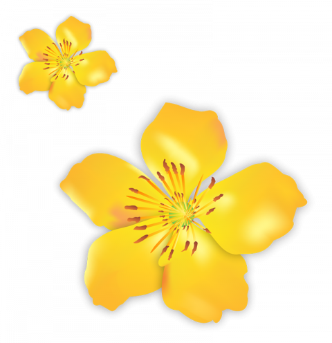 Tải trọn bộ 20+ Mẫu hoa mai vector, corel, PNG free